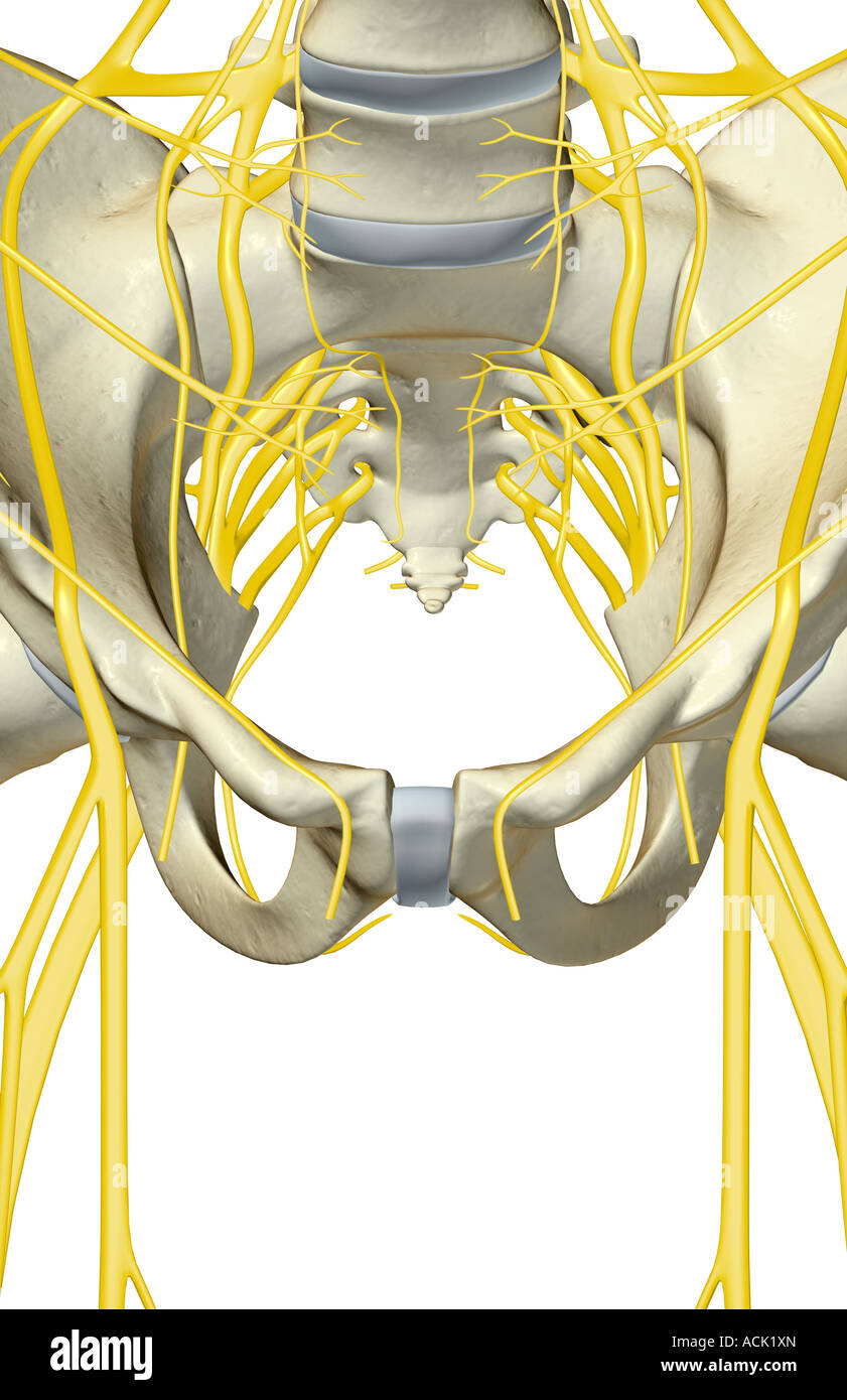 The nerves of the pelvis Stock Photo - Alamy