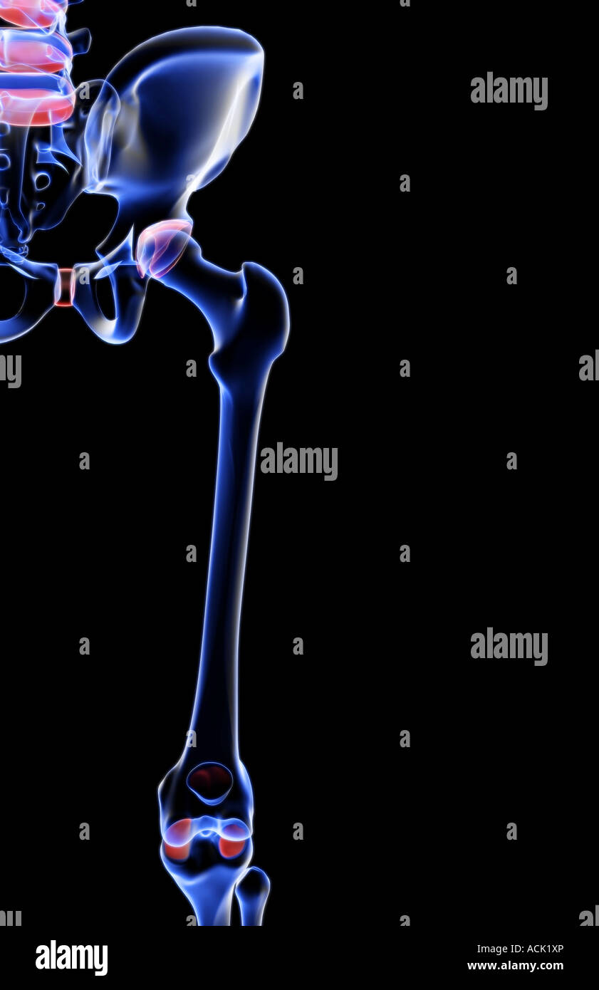 The bones of the hip and lower limb Stock Photo - Alamy