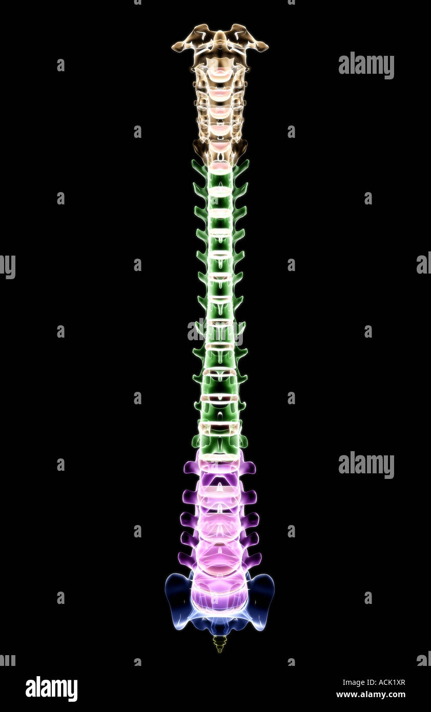The vertebral column Stock Photo - Alamy