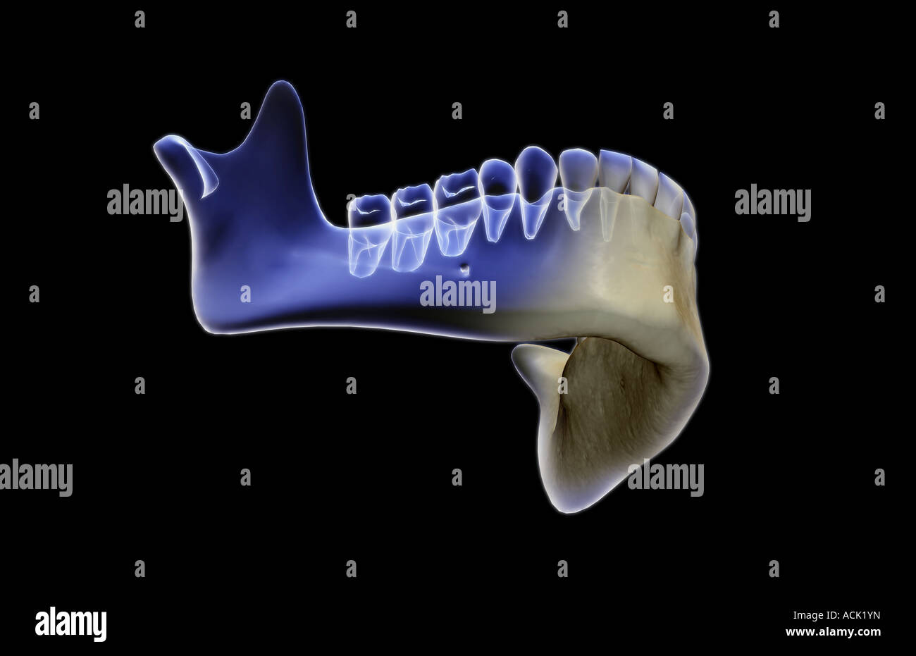 Mandibular notch hi-res stock photography and images - Alamy