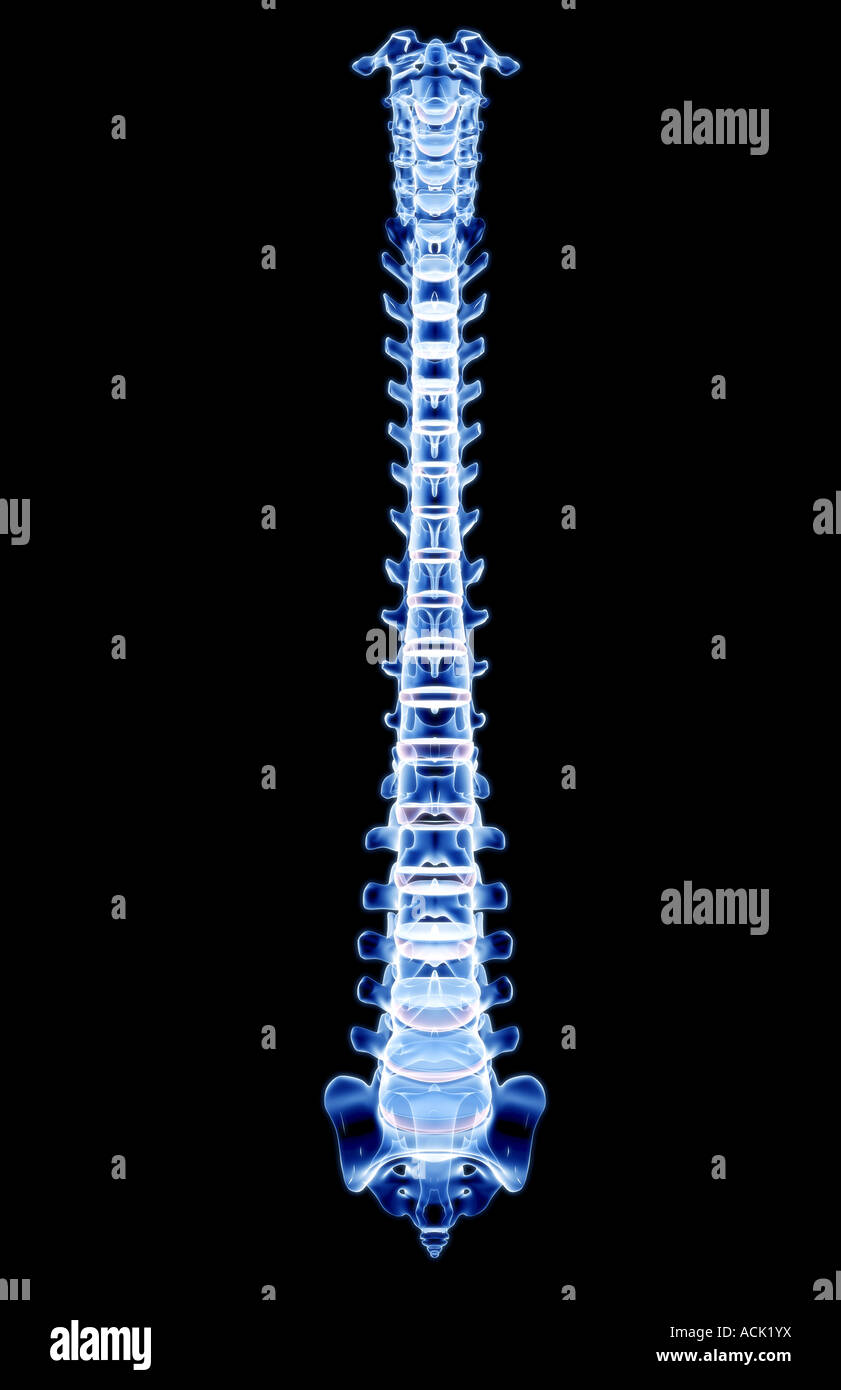 The vertebral column Stock Photo - Alamy