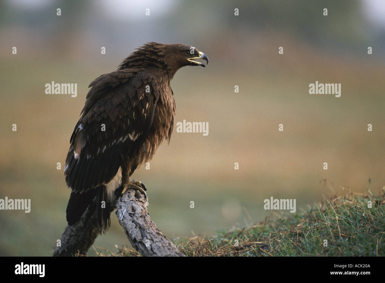 Greater spotted eagle juvenile Aquila clanga Keoladeo Ghana Bharatpur ...