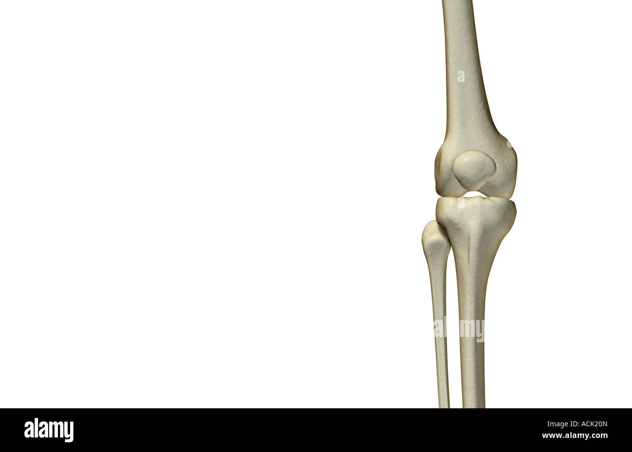 Bones of the knee Cut Out Stock Images & Pictures - Alamy