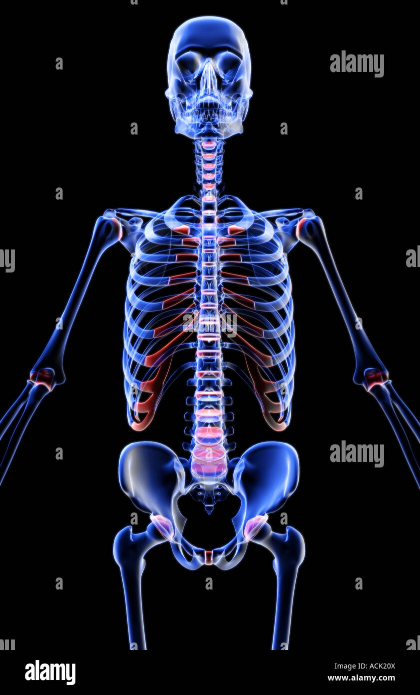 The bones of the upper body Stock Photo - Alamy