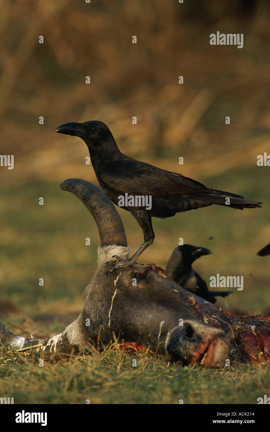 Indian jungle crow bharatpur hi-res stock photography and images - Alamy