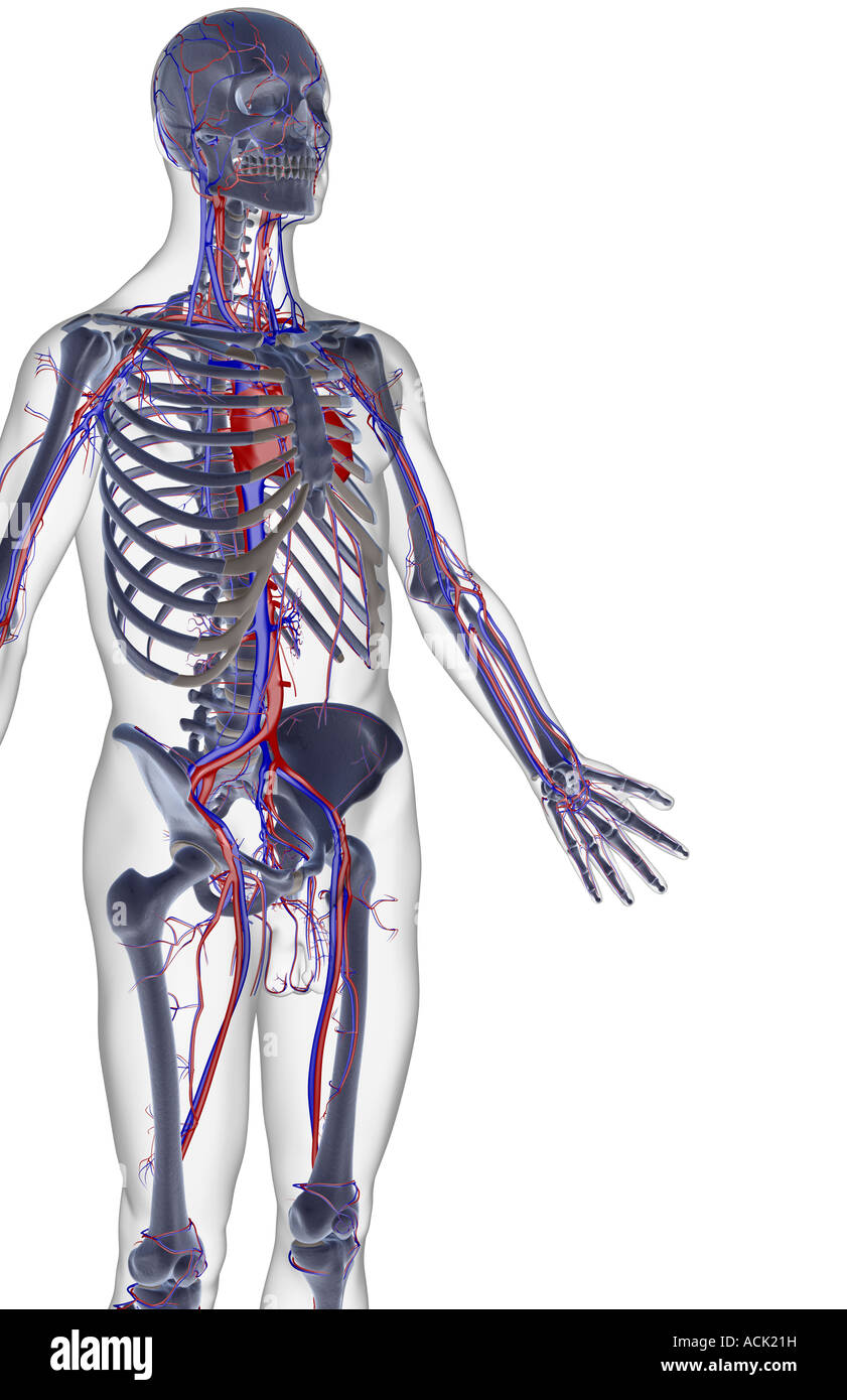 The blood supply of the upper body Stock Photo - Alamy