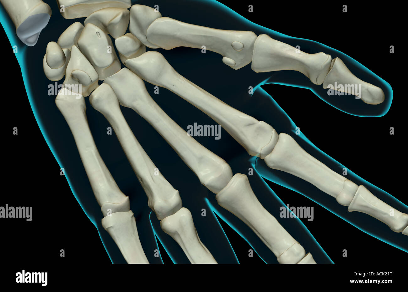 Close Up View Bones Hand Bones High Resolution Stock Photography and ...