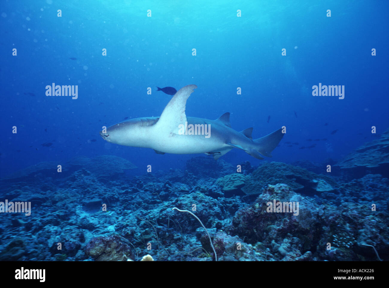 Pregnant shark hi-res stock photography and images - Alamy