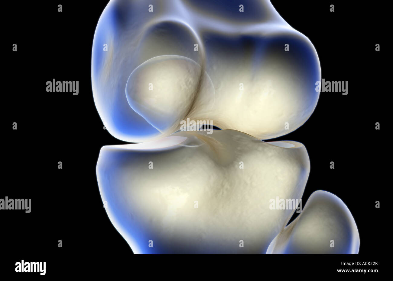 The bones of the knee Stock Photo - Alamy