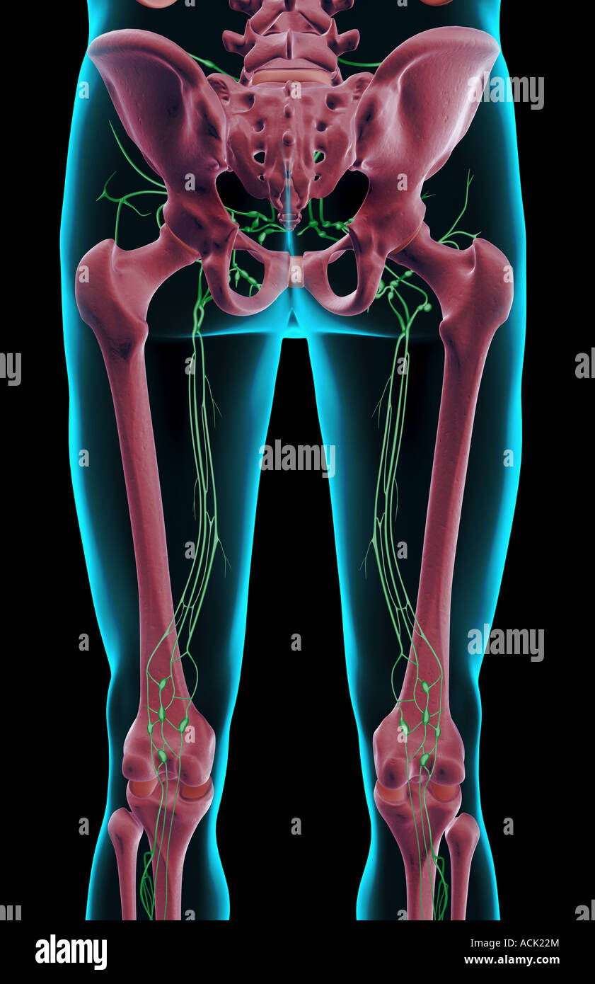 The lymph supply of the lower limb Stock Photo - Alamy