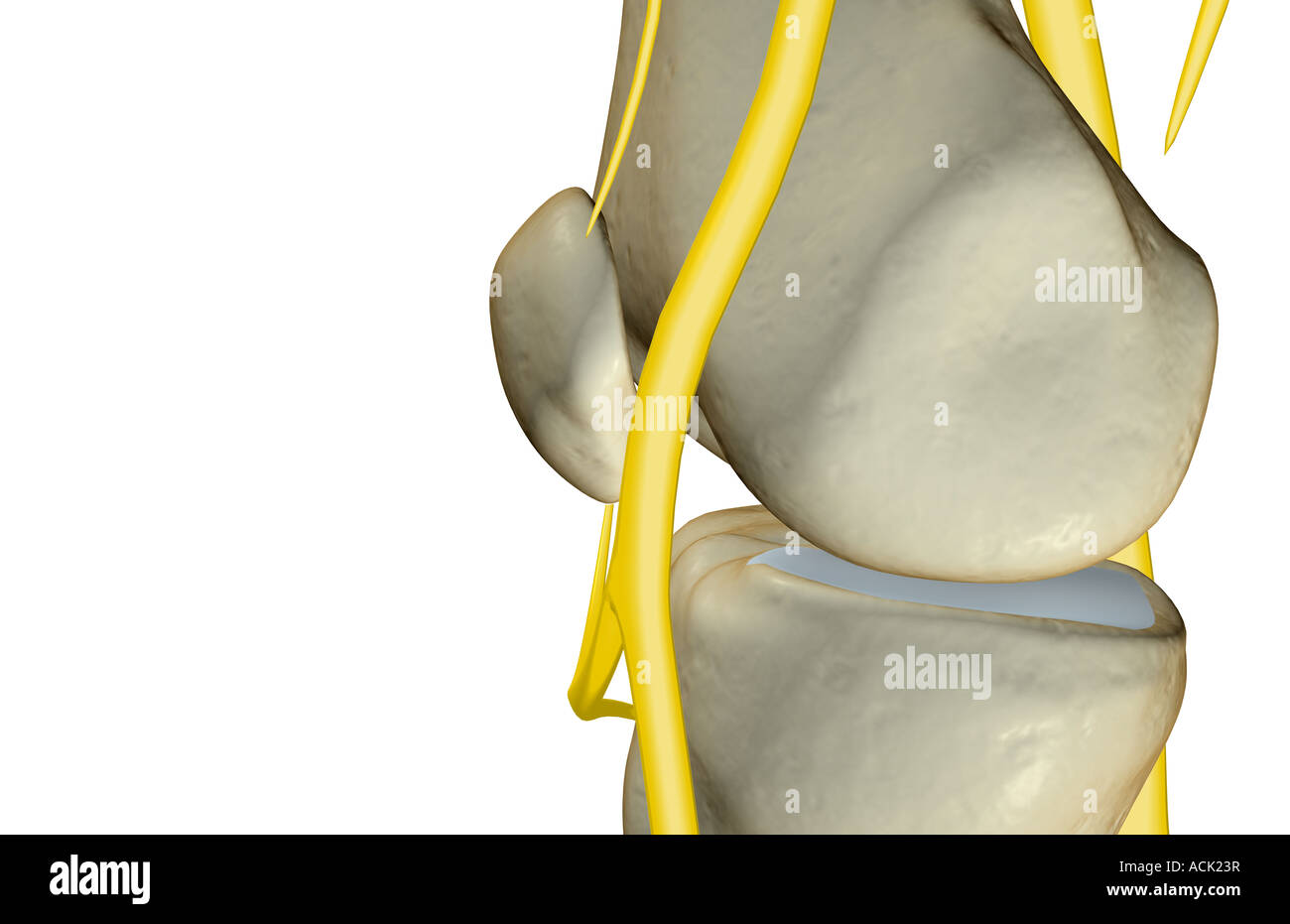 Saphenous Nerve High Resolution Stock Photography and Images - Alamy