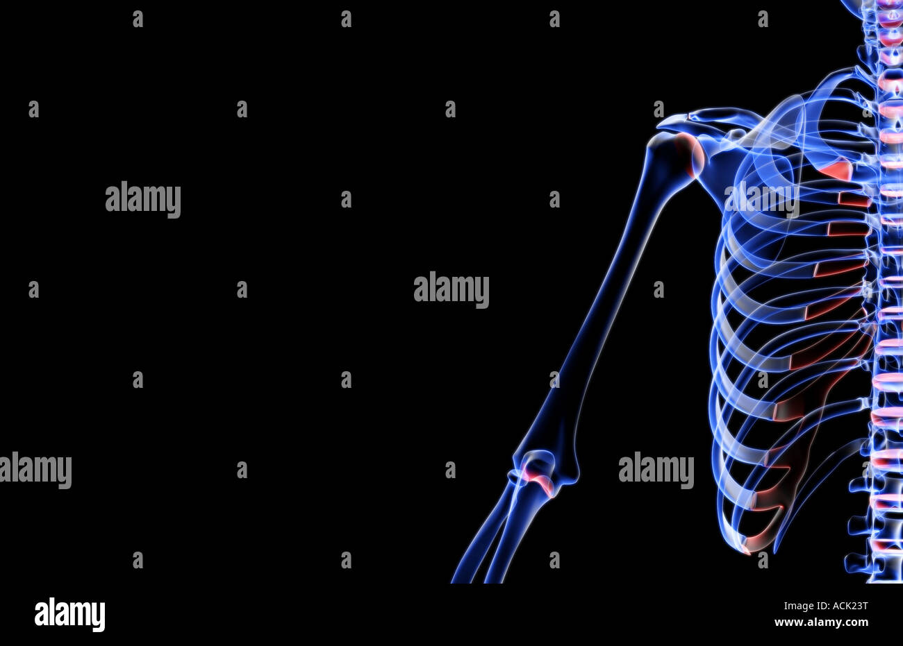 The bones of the shoulder and upper arm Stock Photo - Alamy