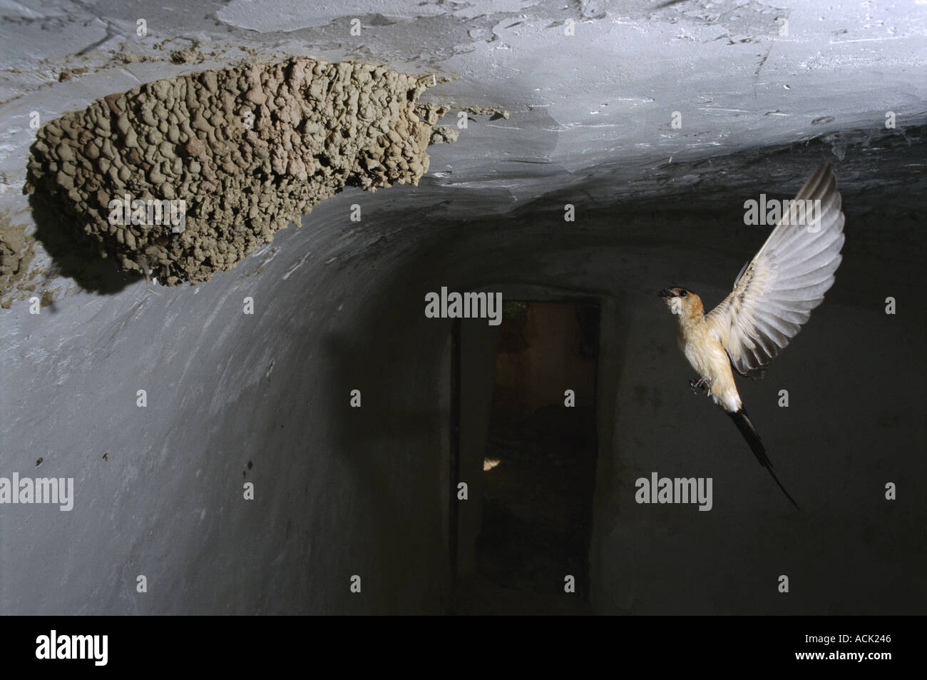 Red rumped swallow flies to mud nest in building Cecropis Hirundo ...