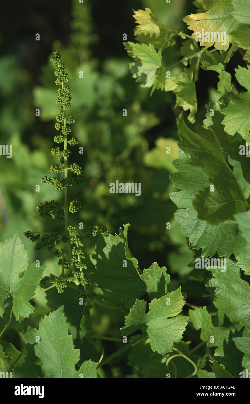 Flowers on Grape vine Vitis vinifera Spain Stock Photo - Alamy