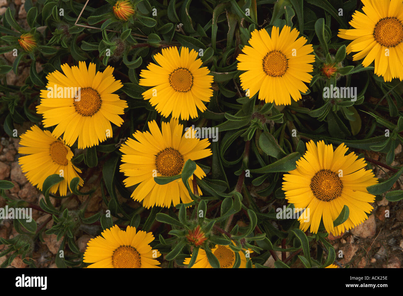 Aster maritimus hi-res stock photography and images - Alamy