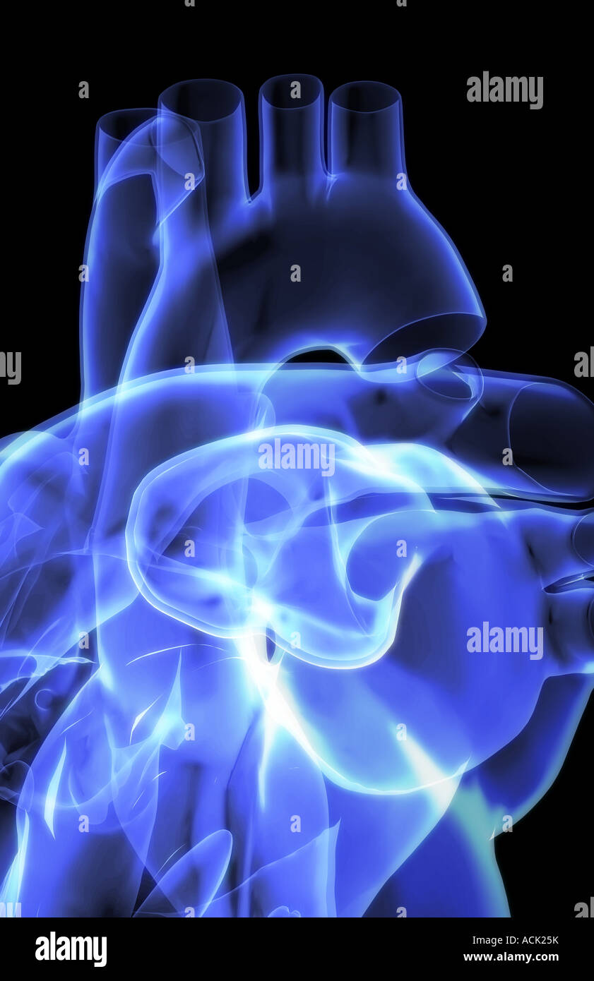 Human heart anatomy side view hi-res stock photography and images - Alamy