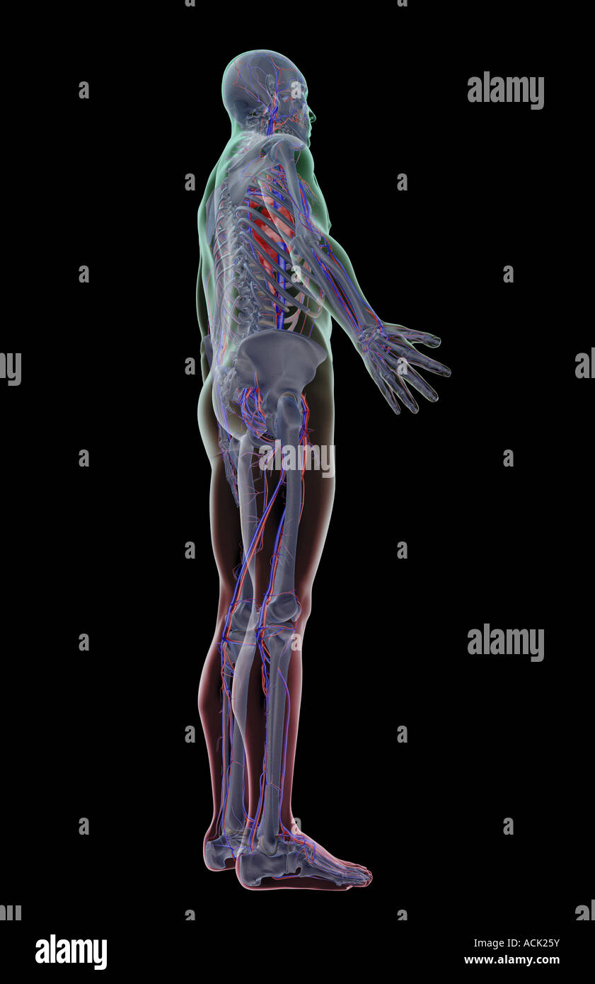 Vascular system hi-res stock photography and images - Alamy