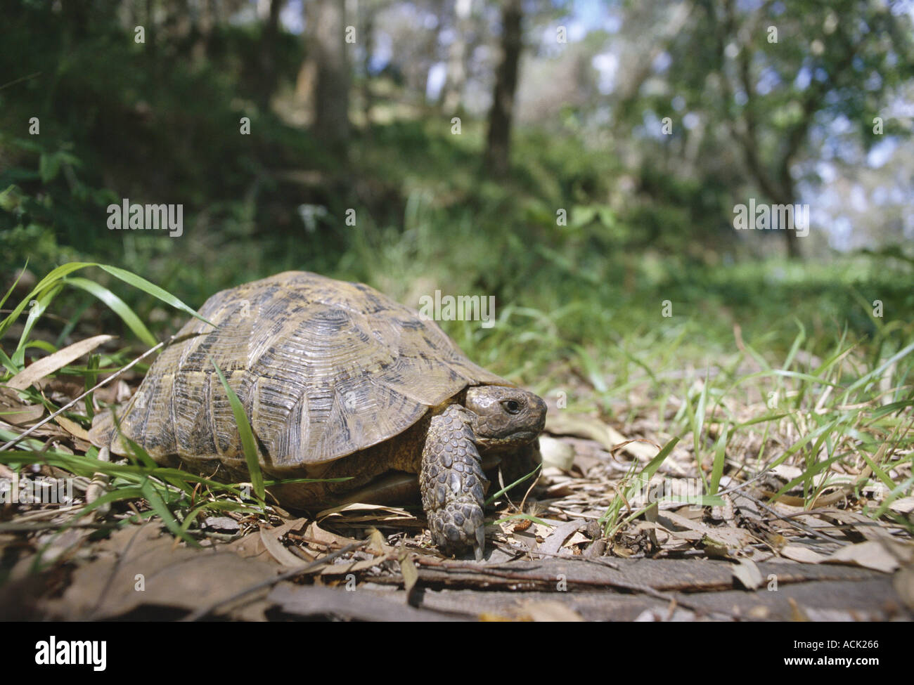 Spur thighed tortoise Testudo graeca Spain Stock Photo - Alamy