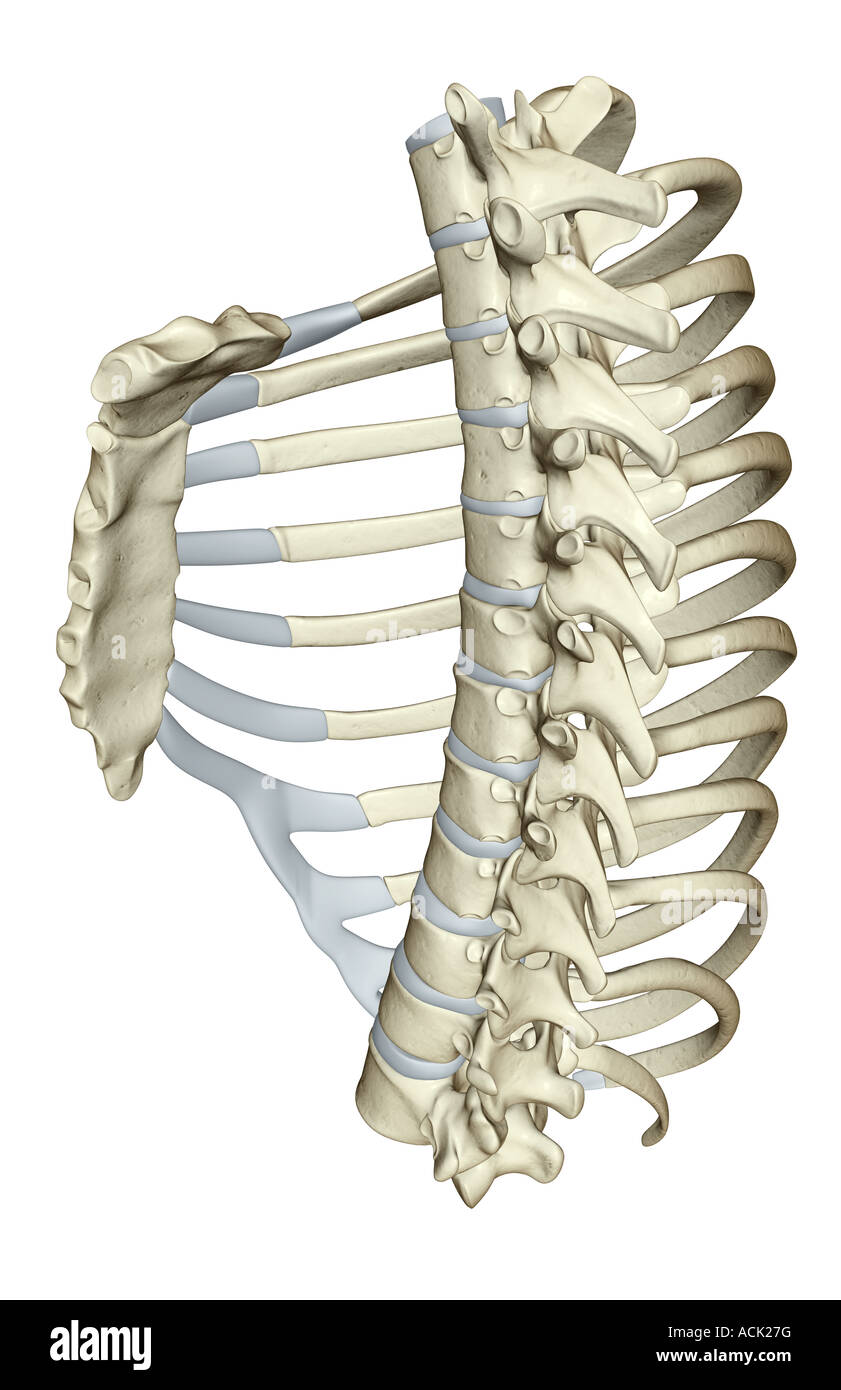 Transverse rib Cut Out Stock Images & Pictures - Alamy