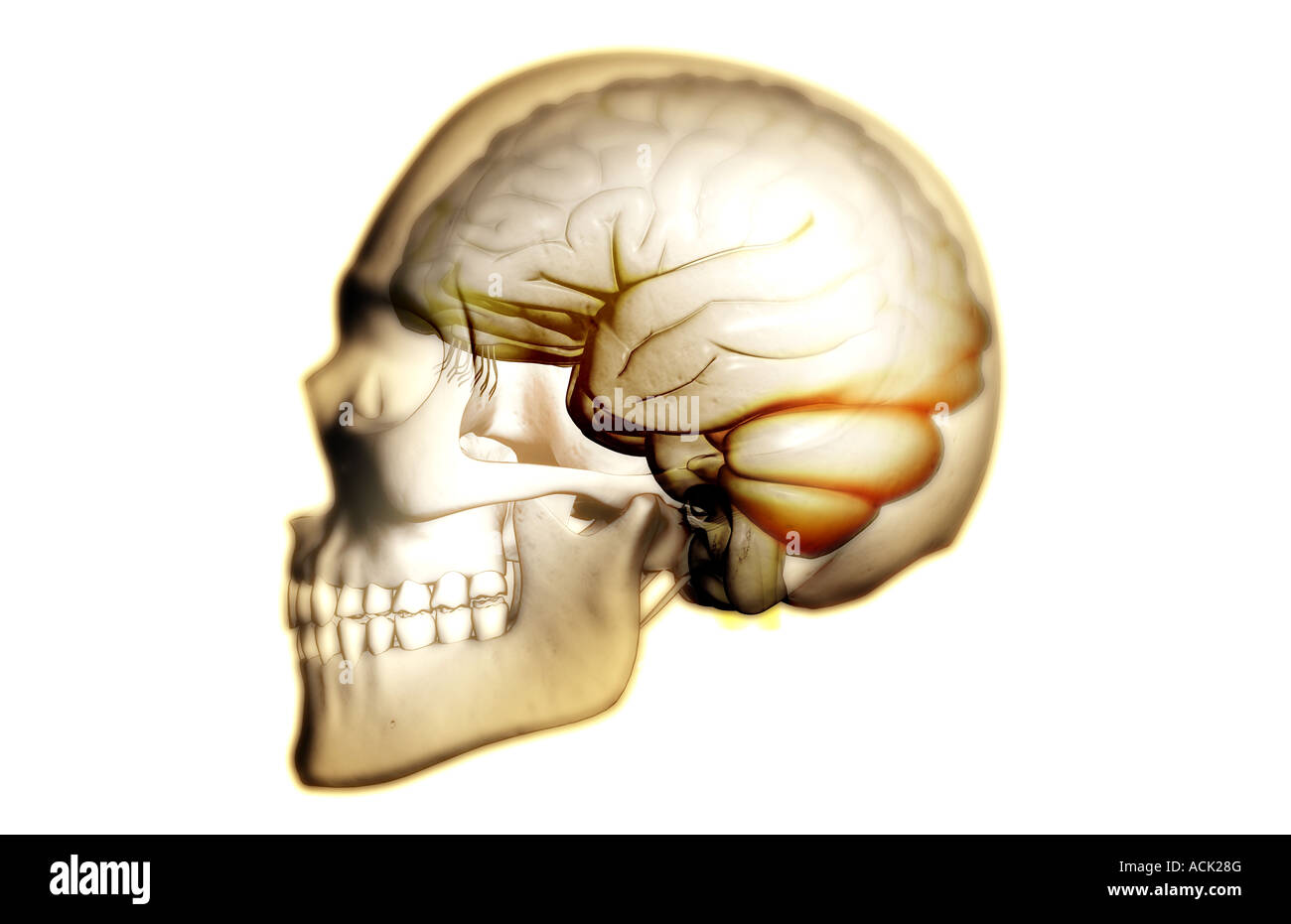 Stylised Brain High Resolution Stock Photography and Images - Alamy