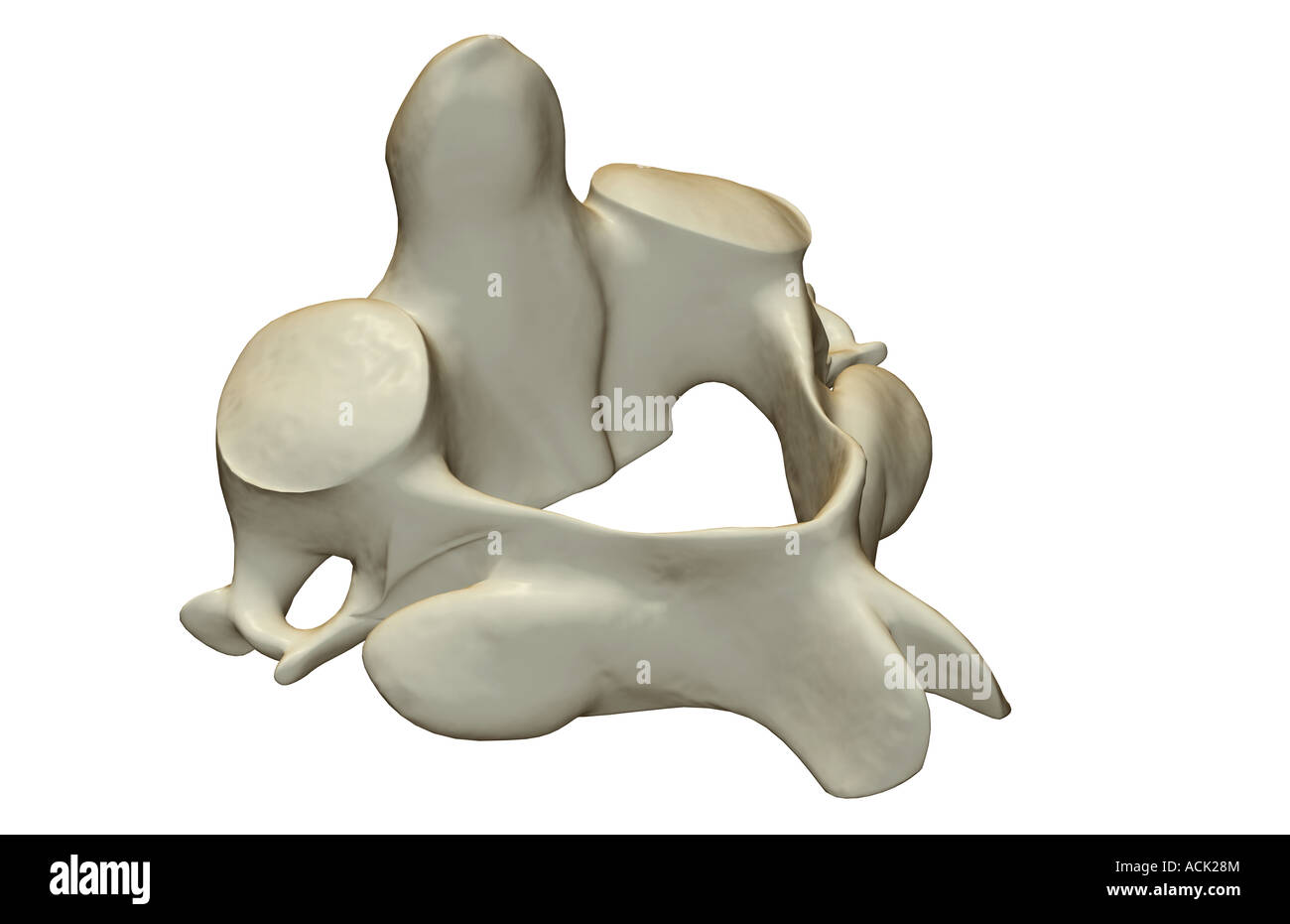 Axis Bone Skeleton Stock Photos & Axis Bone Skeleton Stock Images - Alamy