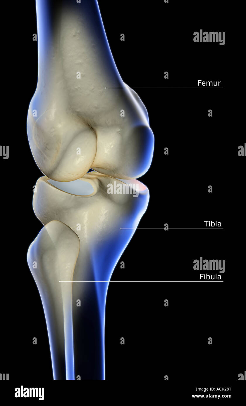 The bones of the knee Stock Photo - Alamy