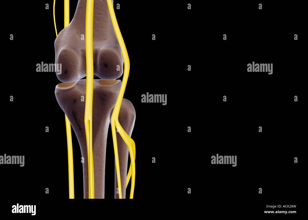 Tibial nerves hi-res stock photography and images - Alamy