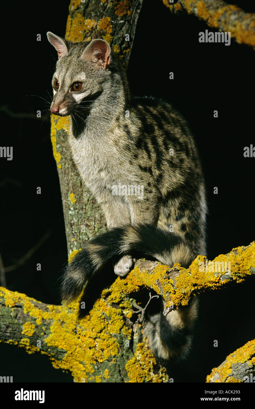 Small spotted genet sitting in tree Genetta genetta Pinoso Alicante ...