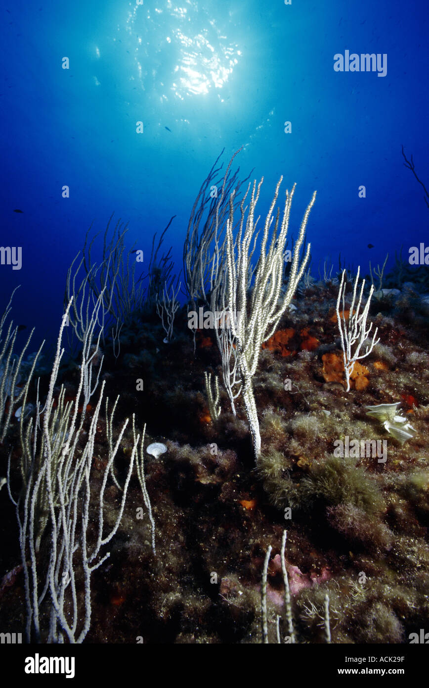 Coral Reefs Menorca Spain