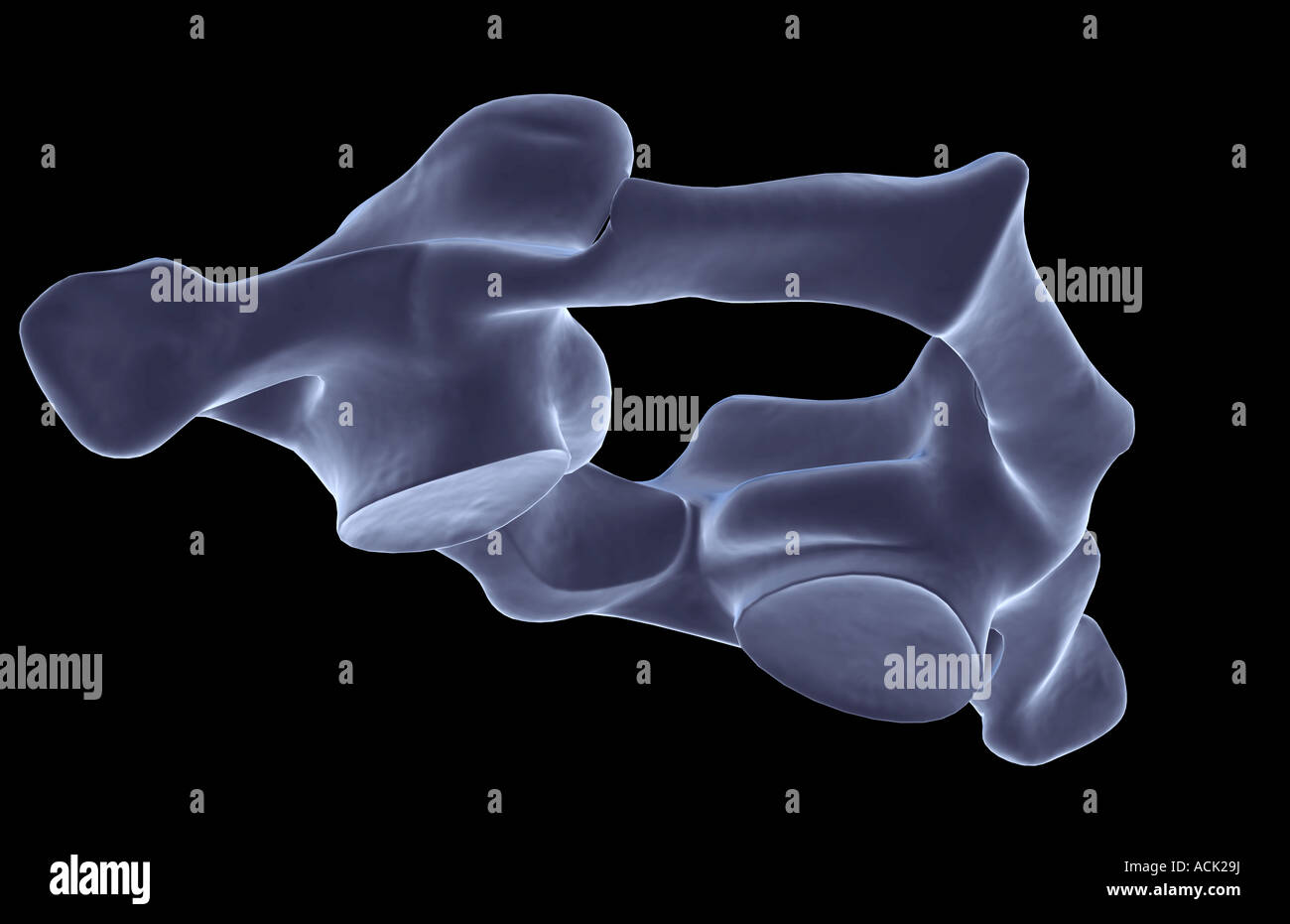 The atlas bone Stock Photo - Alamy