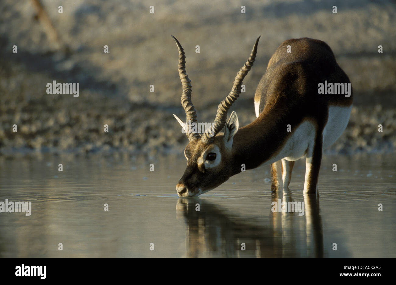 Young indian blackbuck hi-res stock photography and images - Alamy