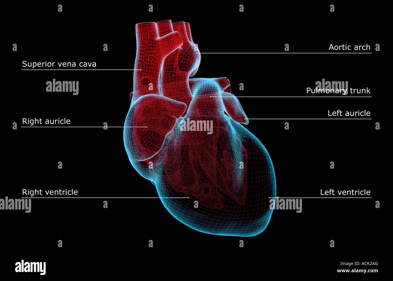 Right Auricle High Resolution Stock Photography and Images - Alamy