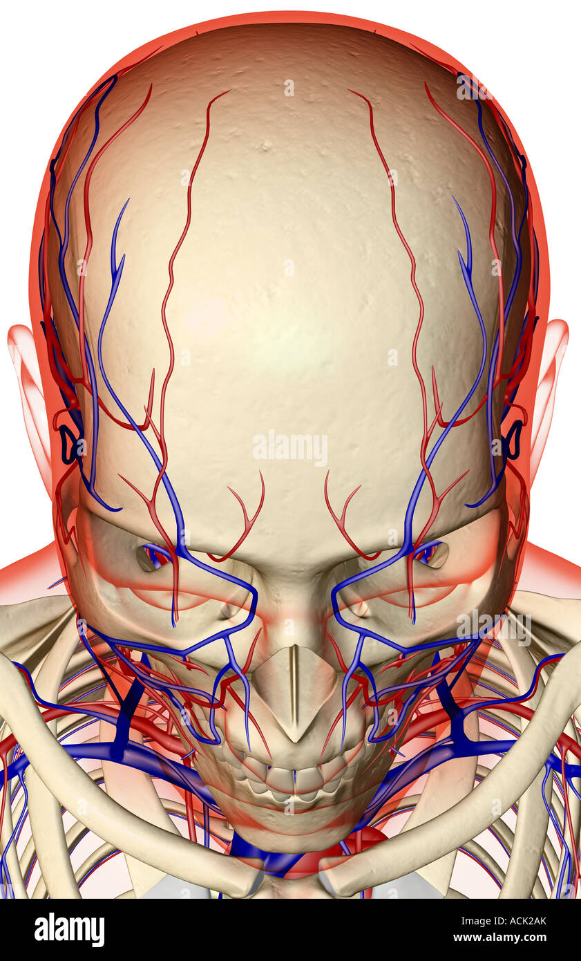 Blood Supply Face Stock Photos & Blood Supply Face Stock Images - Alamy