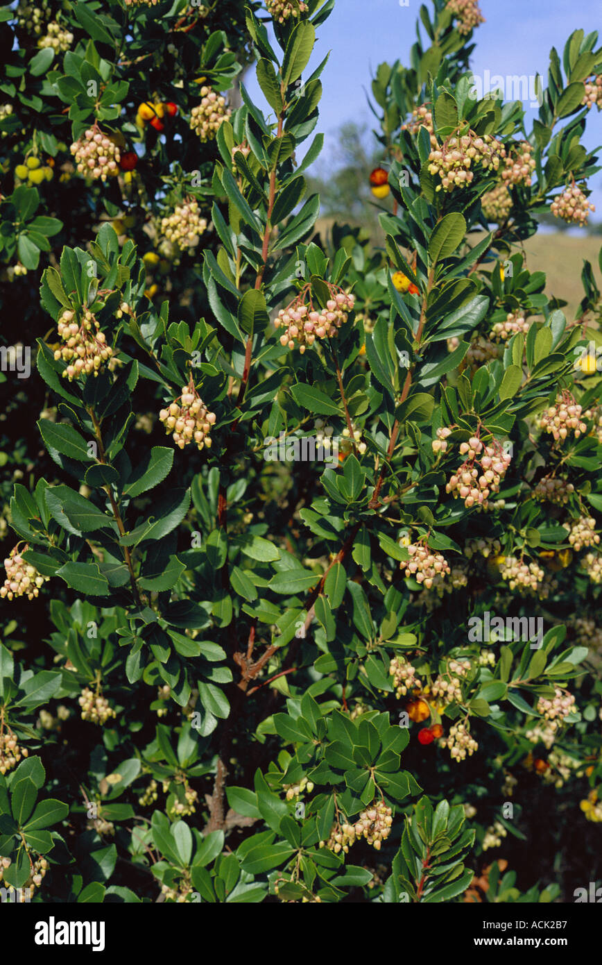 Arbutus unedo flowers hi-res stock photography and images - Alamy