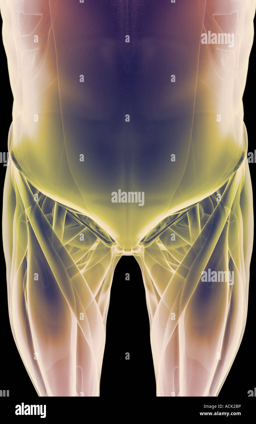 The muscles of the pelvis Stock Photo - Alamy