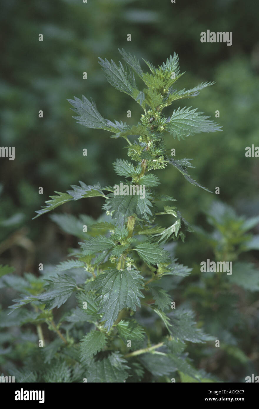 The nettle hi-res stock photography and images - Alamy