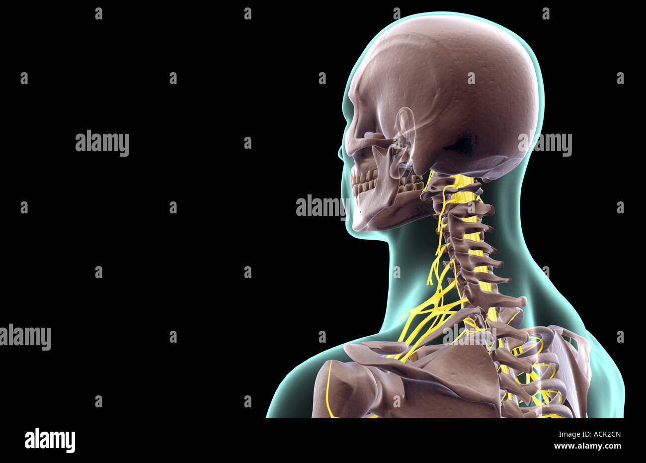 The nerves of the neck Stock Photo - Alamy