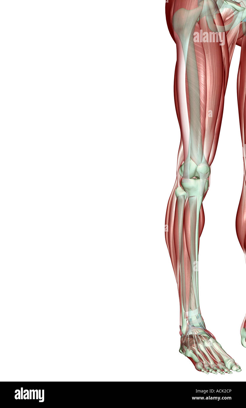 Extensor digitorum longus lateralis hi-res stock photography and images ...