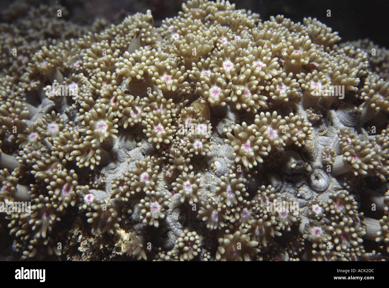 Daisy coral Yap Islands Palau Micronesia Stock Photo - Alamy