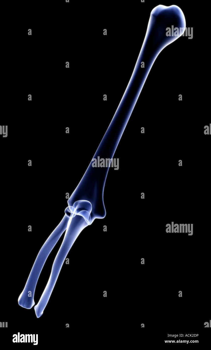 The bones of the arm Stock Photo - Alamy