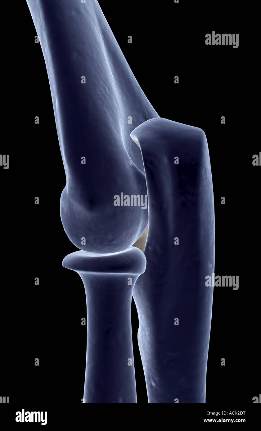 The bones of the elbow Stock Photo - Alamy