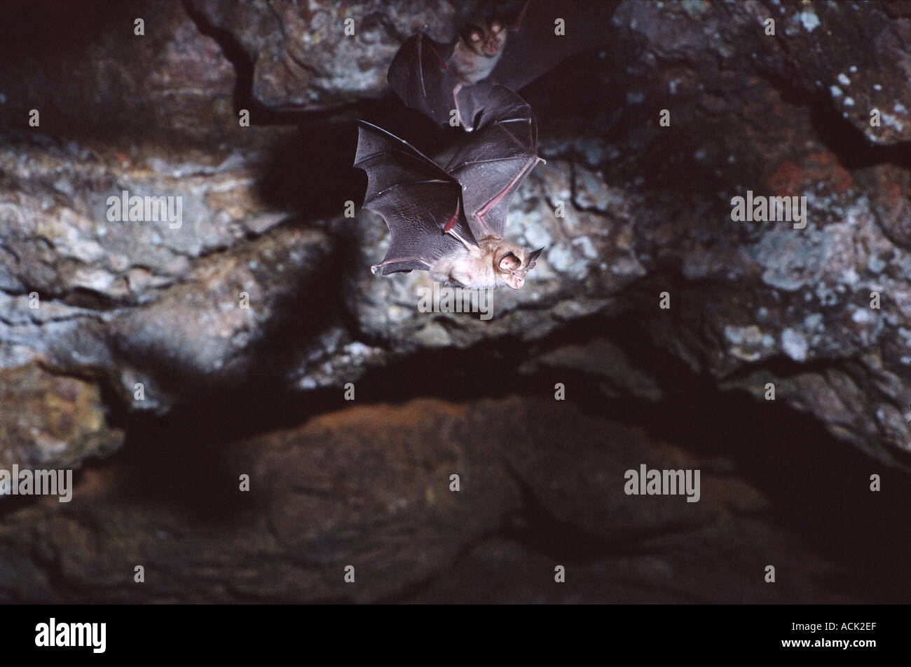 Mediterranean horseshoe bat flying Rhinolophus euryale Spain Stock ...