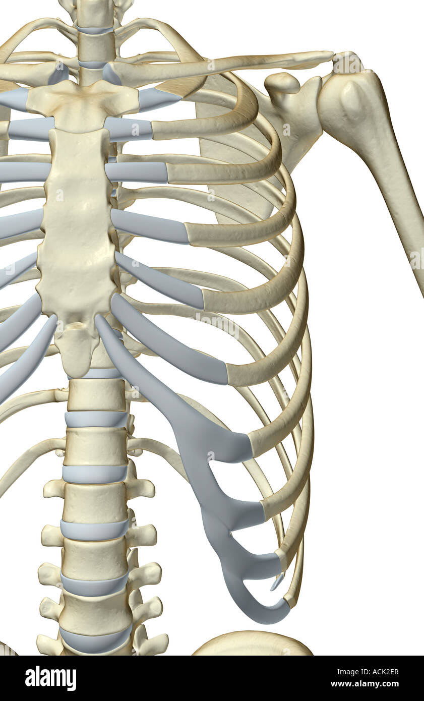 The bones of the shoulder Stock Photo - Alamy
