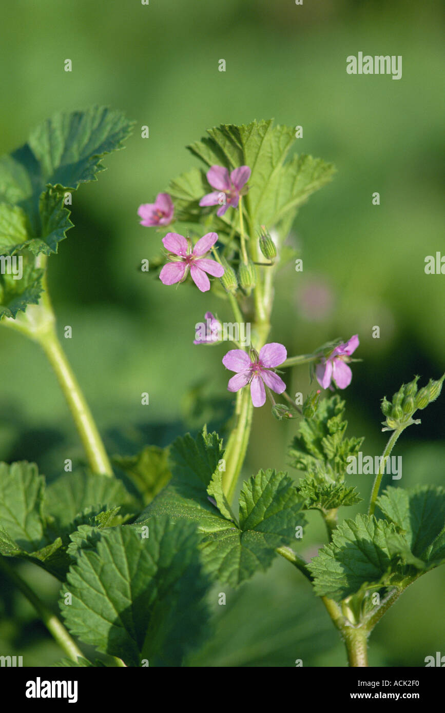 Erodium genus hi-res stock photography and images - Alamy