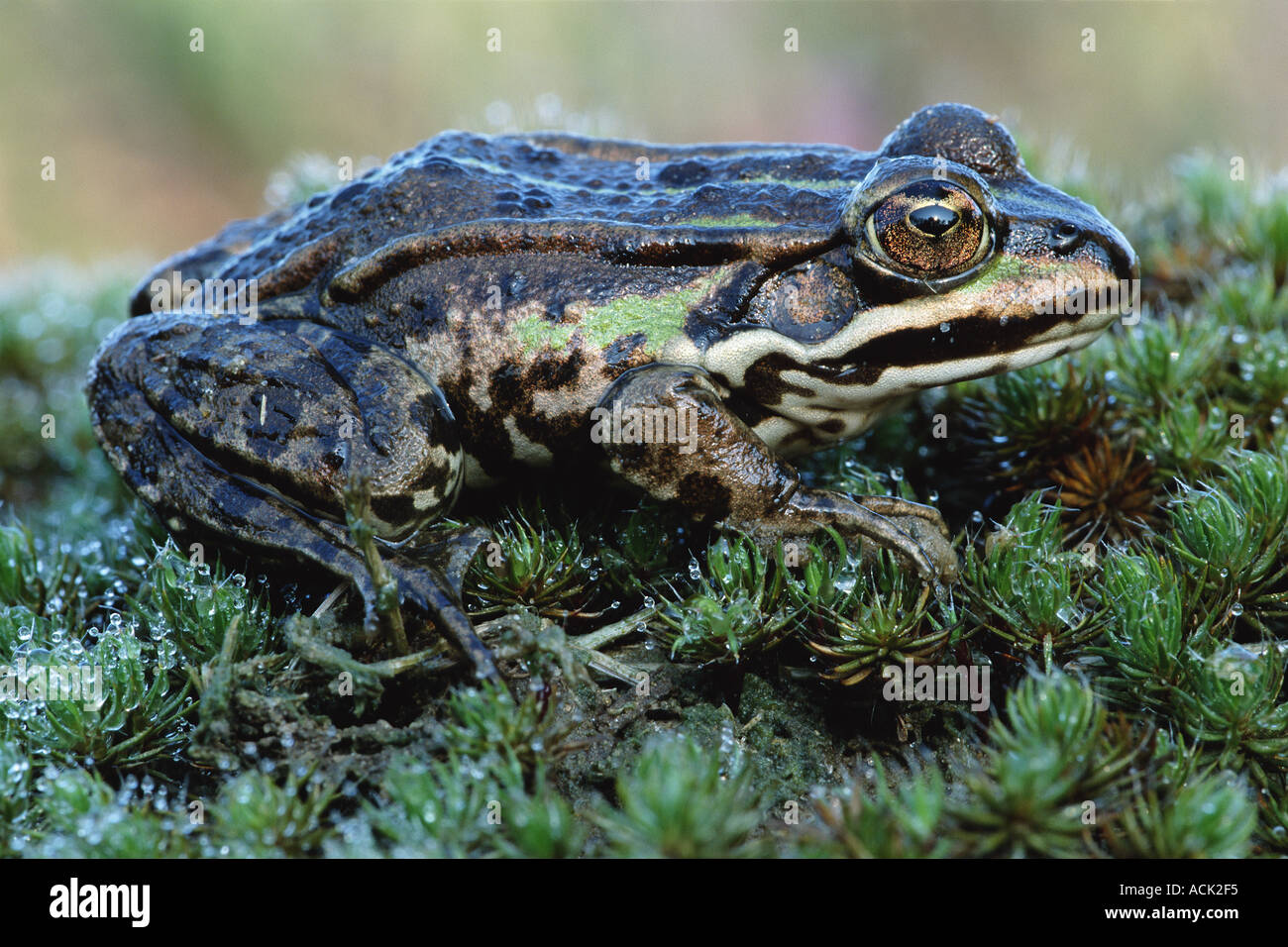 European edible frog Rana esculenta Kalmthoutse Heide Belgium Stock ...