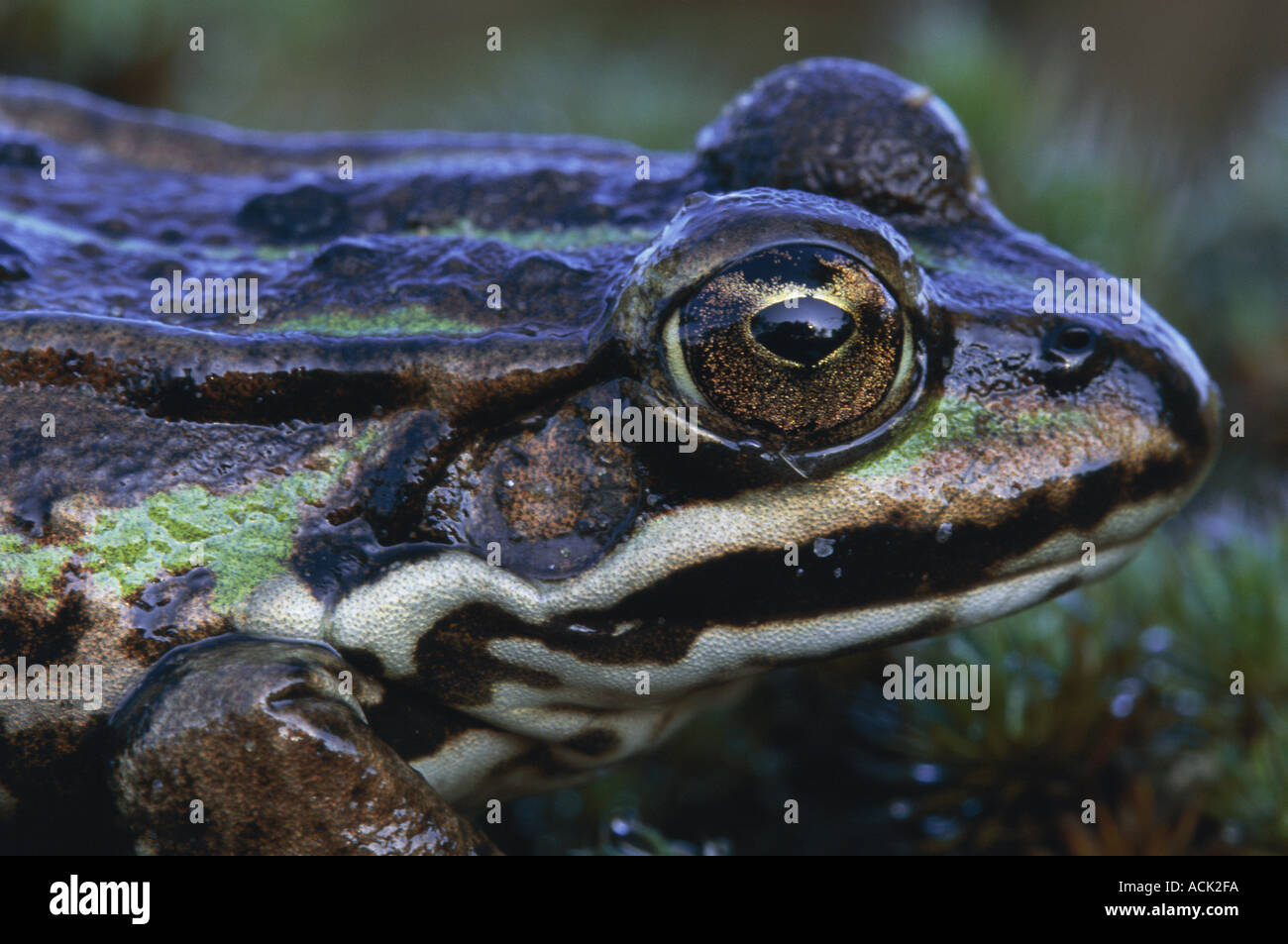 European edible frog Rana esculenta close up of eye Belgium Stock Photo ...