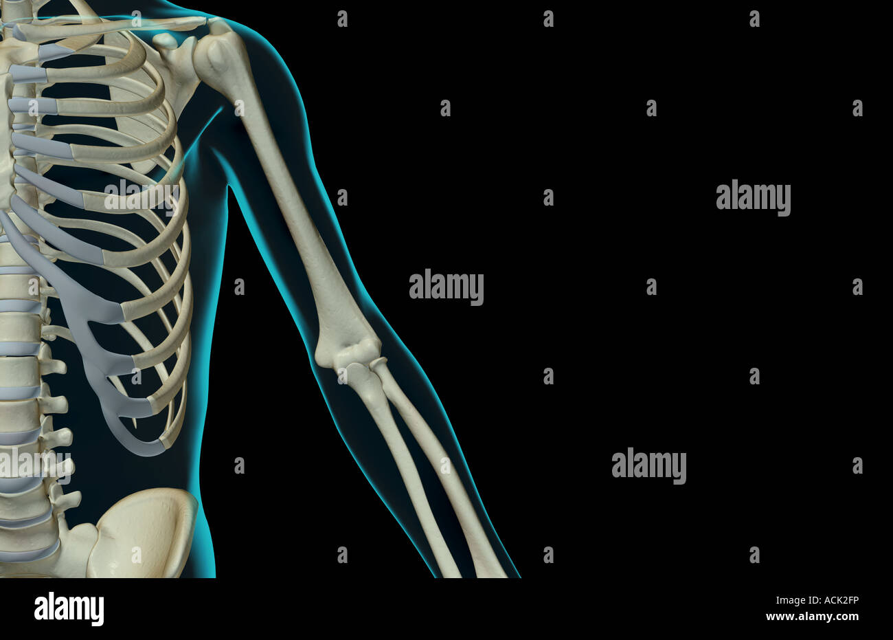 The bones of the upper limb Stock Photo - Alamy