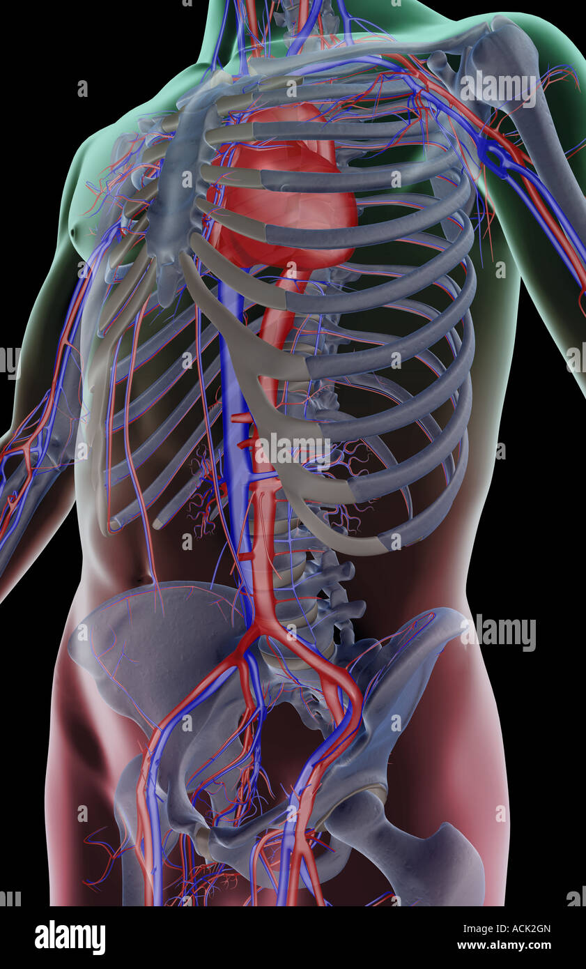 The blood supply of the trunk Stock Photo - Alamy