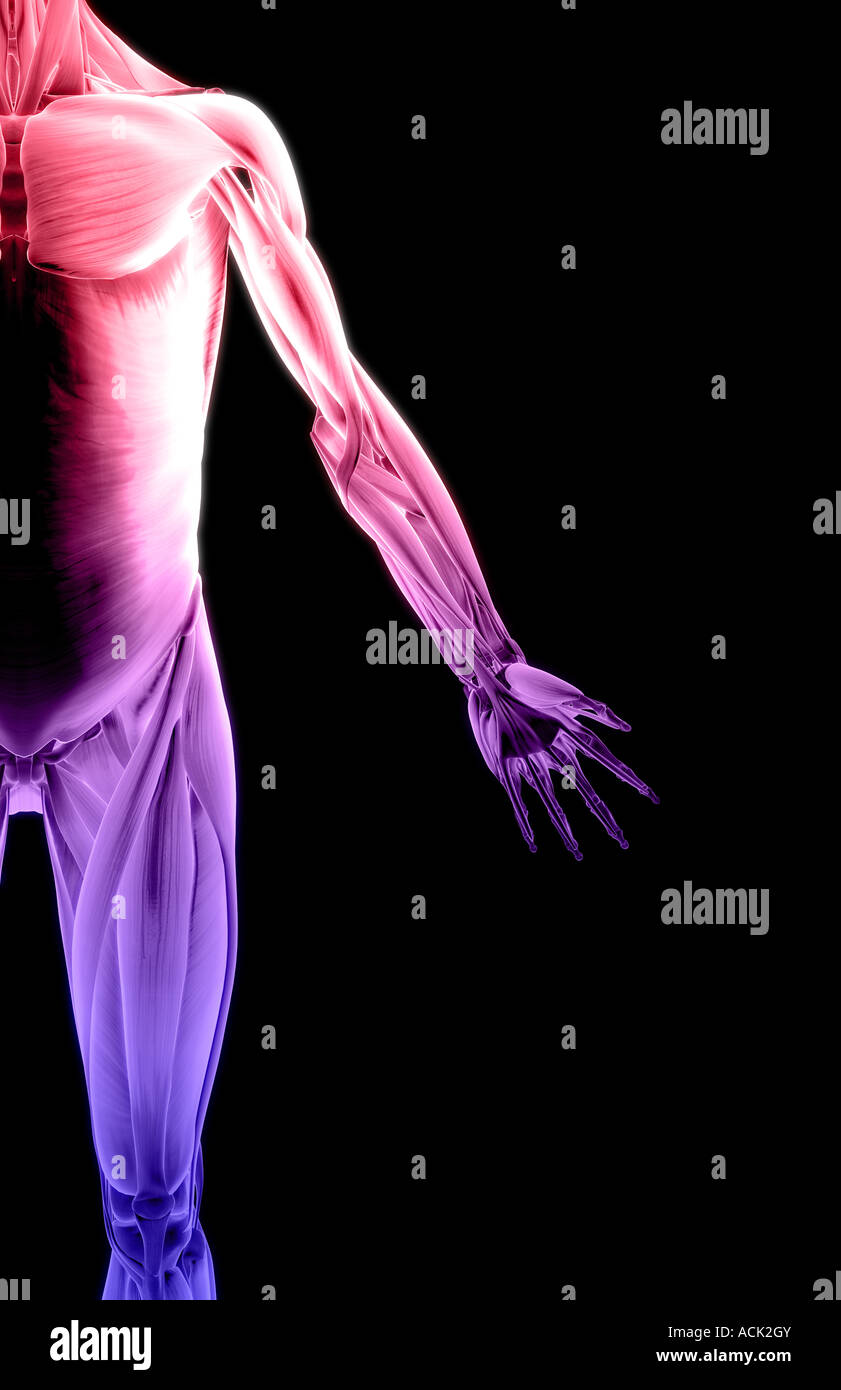 The muscles of the upper body Stock Photo - Alamy