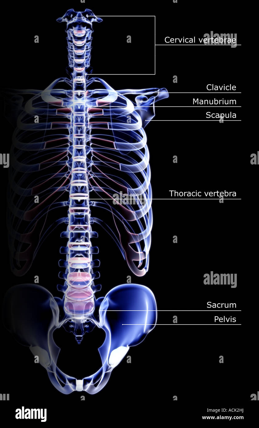 Thorax Anatomy Labeled High Resolution Stock Photography and Images - Alamy
